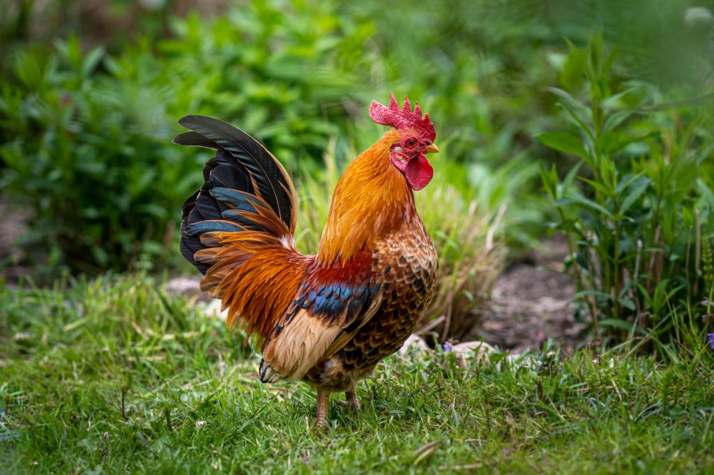 Are You Wondering What Do Roosters Eat? - Backyard Poultry